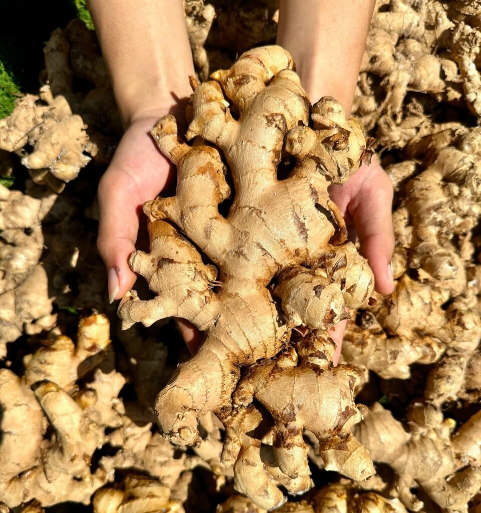 PT Loka Nusantara Export - Premium Indonesian Spice Commodity